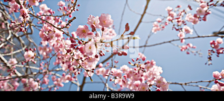 Panorama of budding cherry trees on a spring day Stock Photo - Alamy