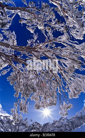 Snow covered trees Stock Photo - Alamy