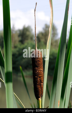 Bulrush (Common Reedmace, Typha latifolia), two seed heads, Exeter ...