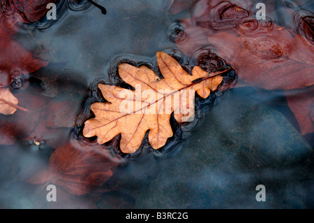 Fallen oak leaf floating on water Quercus robur Stock Photo: 5449029 ...
