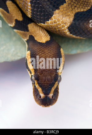 close up of ball python head Stock Photo - Alamy