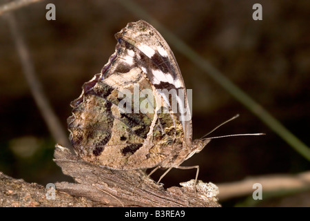 Mexican Bluewing Mycelia ethusa ethusa Stock Photo - Alamy