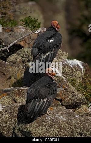 California Condors (Gymnogyps californianus) Two perched on cliff ...