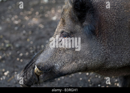 Close up on Wild Boar eyes Stock Photo: 19570172 - Alamy