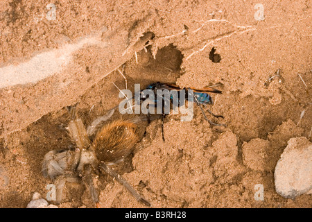 Orange Blue Tarantula Hawk Wasp Pompilidae Sonora Desert Museum Tucson ...