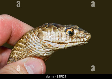 Western coachwhip, Masticophis flagellum testaceus, snake native to ...