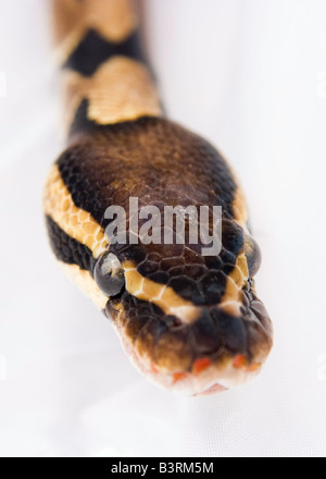 close up of ball python head Stock Photo - Alamy