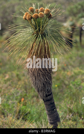 The bizarre Kingia australis a grass tree that can grow to 5 m tall and ...