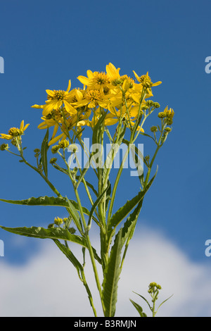 Wingstem (Verbesina alternifolia Stock Photo - Alamy
