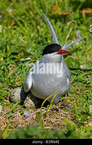Arctic terns (Sterna paradisea) tern, animals, birds, Arctic tern adult ...