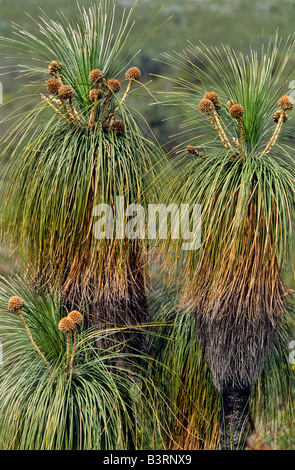 The bizarre Kingia australis a grass tree that can grow to 5 m tall and ...