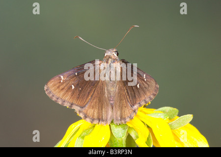 Northern Cloudywing Thorybes pylades Stock Photo - Alamy