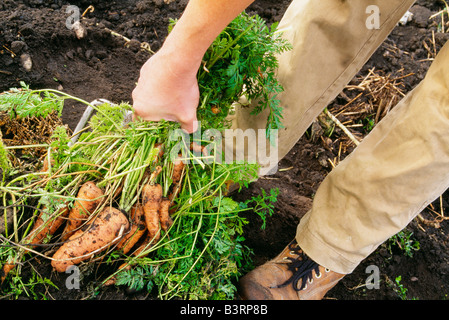 Farmer pulling carrots out of the soil Stock Photo: 778259 - Alamy