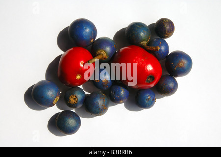 Elaeocarpus grandis fruits (Blue Quandong) on the rainforest floor ...