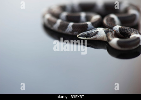 Lycodon septentrionalis. Juvenile White-Banded Wolf Snake on dark ...