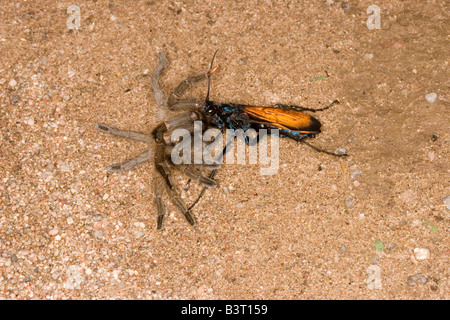Orange Blue Tarantula Hawk Wasp Pompilidae Sonora Desert Museum Tucson ...