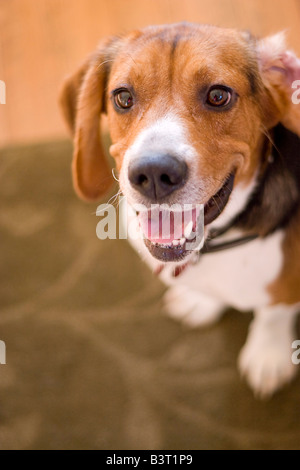 cute beagle puppy head closeup Stock Photo - Alamy