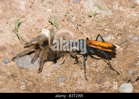 Orange Blue Tarantula Hawk Wasp Pompilidae Sonora Desert Museum Tucson ...