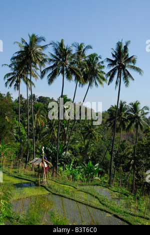 terraced rice fields , near tabanan , bali , indonesia Stock Photo - Alamy