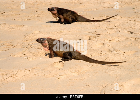 Iguanas on beach, Leaf Cay, Exuma, Bahamas Stock Photo - Alamy