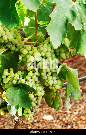 cluster of grape at the vineyard, macabeo Stock Photo - Alamy
