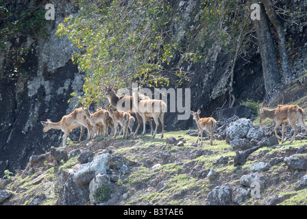 Mauritius, Java deer, (Cervus timorensis rusa), were introduced to ...