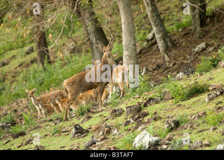 Mauritius, Java deer, (Cervus timorensis rusa), were introduced to ...