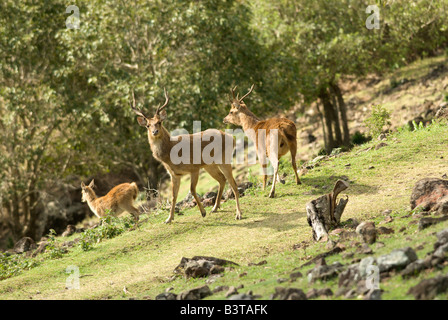 Mauritius, Java deer, (Cervus timorensis rusa), were introduced to ...