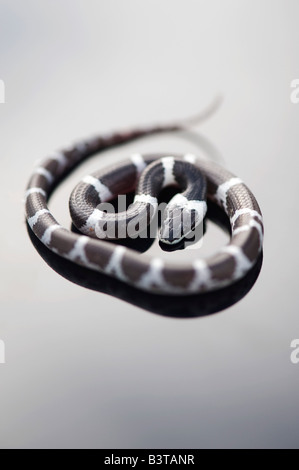 Lycodon septentrionalis. Juvenile White-Banded Wolf Snake on dark ...
