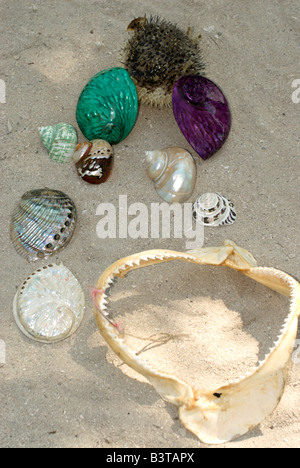 Mauritius, shells for sale Stock Photo - Alamy