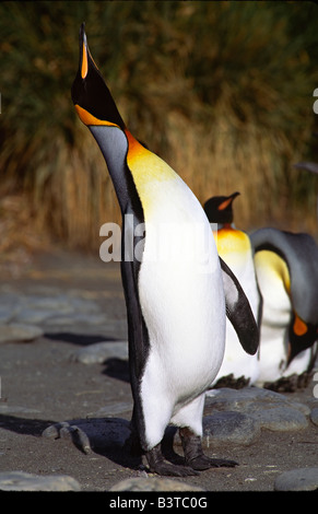 King Penguin courtship stance Stock Photo - Alamy