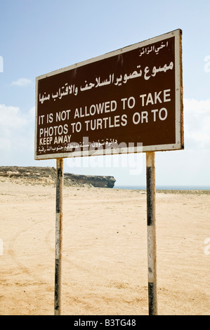 Asia. Arabian Peninsula. Oman. Turtle In The Ras El Had Reserve Stock ...