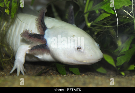 Gill of Axolotl (Ambystoma mexicanum Stock Photo - Alamy