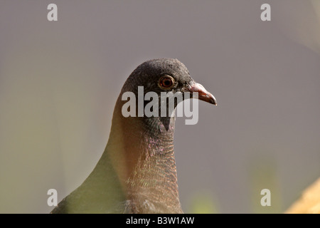 Pigeon hiding underneath bridge in Saskatchewan Stock Photo - Alamy