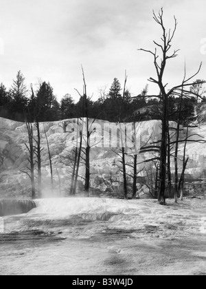 Petrified Forest, Yellowstone National Park. Showing ancient fossilized ...
