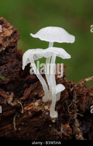 (Delicatula integrella) Fungi Stock Photo - Alamy