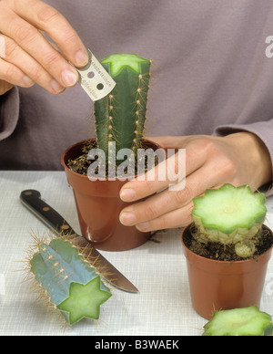 woman cutting cactus for grafting Stock Photo - Alamy