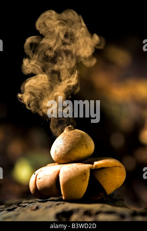 Common Earthstar fungi Geastrum triplex fruiting body, Potteric Carr ...