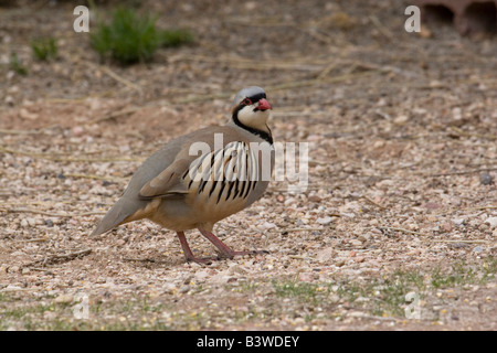 Chukar (partridge) at Kodachrome Basin State Park in Utah Stock Photo ...