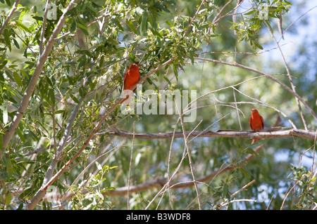 Pair of male Summer Tanagers sit on tree branches in Anza-Borrego ...