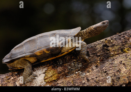 Twist-necked turtle (Platemys platycephala Stock Photo - Alamy