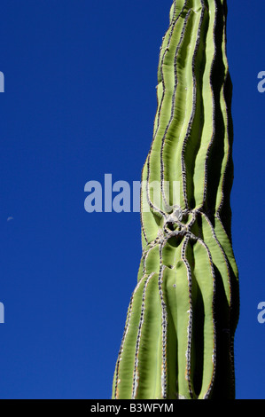 Mexico, San Carlos. Saguaro cactus Stock Photo - Alamy
