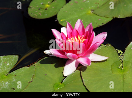 Nymphaea 'Masaniello' Water lily flower detail of stamens Stock Photo ...