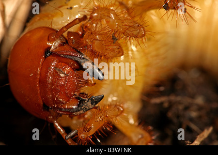 Underground living beetle larva (order Coleoptera), photographed on the ...