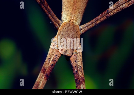 Female net-casting spider (Deinopis subrufa), also known as the Ogre ...