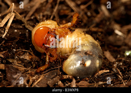 Underground living beetle larva (order Coleoptera), photographed on the ...
