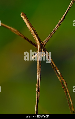 Deinopis, also known as net-casting spiders, gladiator spiders and ogre ...