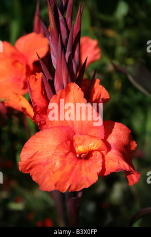 The flower of Canna indica (Cannaceae). It is native to much of South ...