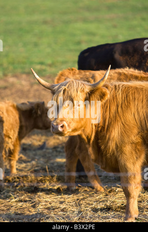 Highland cow calf sleeping, Scotland Stock Photo - Alamy