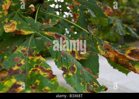 Disease - Horse Chestnut Bleeding Canker- - (Aesculus hippocastanum ...